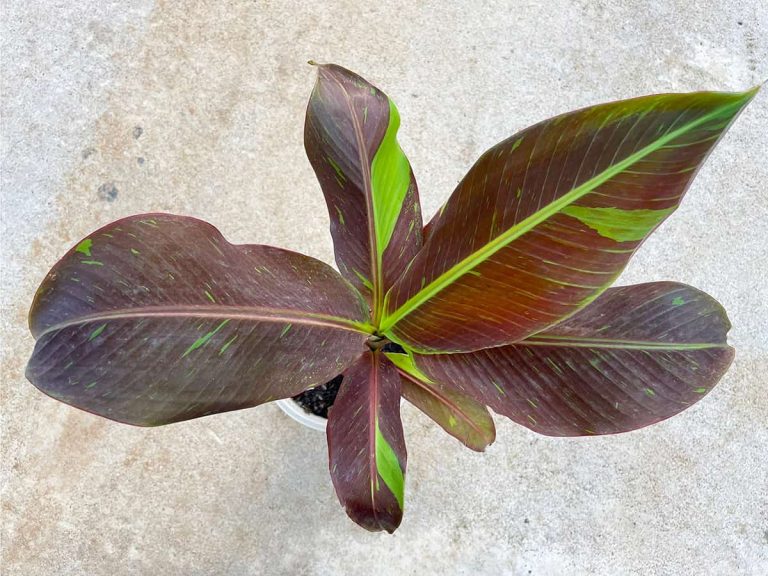 Ornamental Banana Growing and Care Guide - Plantglossary