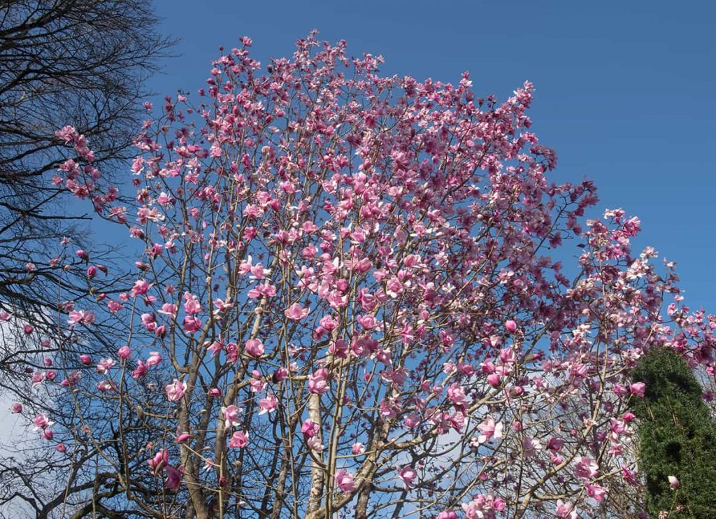 15 Types of Magnolia Trees (Photos Included) - Plantglossary