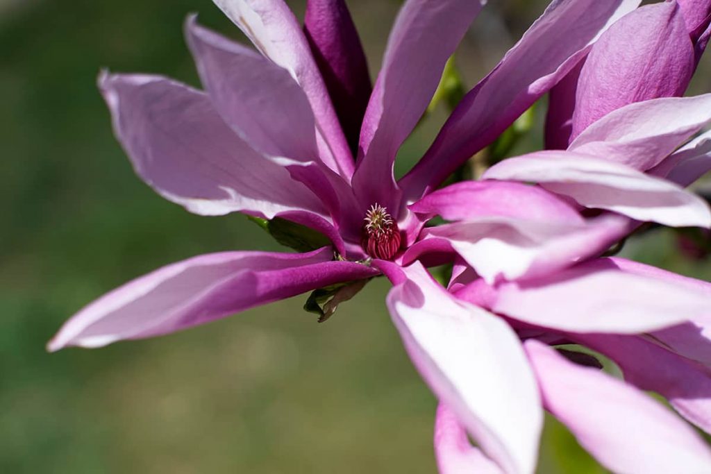 10 Dwarf Magnolia Tree Varieties - Plantglossary