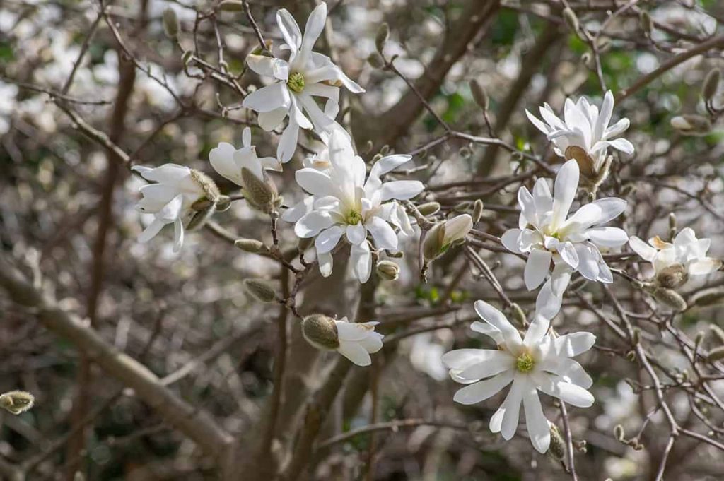15 Types of Magnolia Trees (Photos Included) - Plantglossary