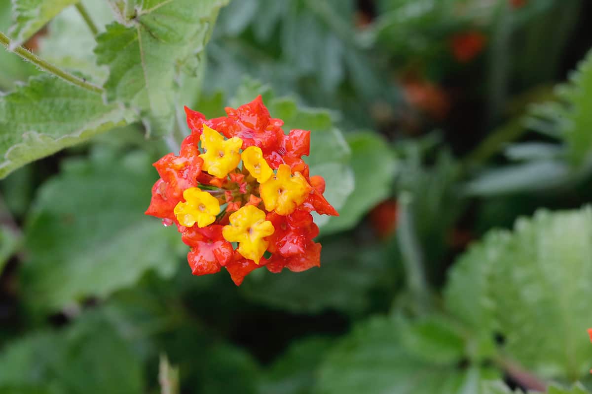 Growing and Care For Texas Lantana - Plantglossary