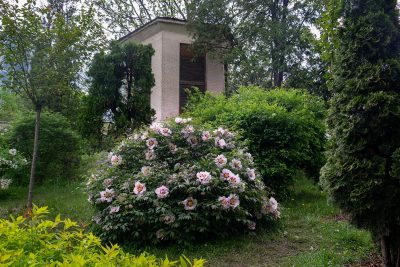 When Do Peonies Bloom (and for How Long) - Plantglossary