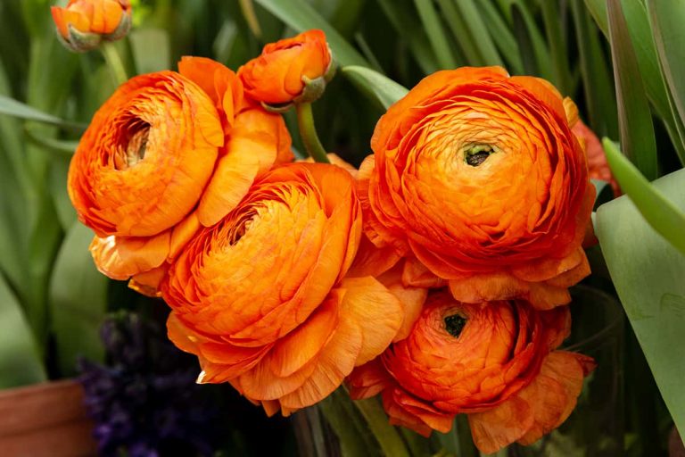 7 Types of Orange Peonies (with Pictures) - Plantglossary