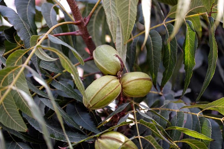 8 Different Types of Pecan Trees - Plantglossary