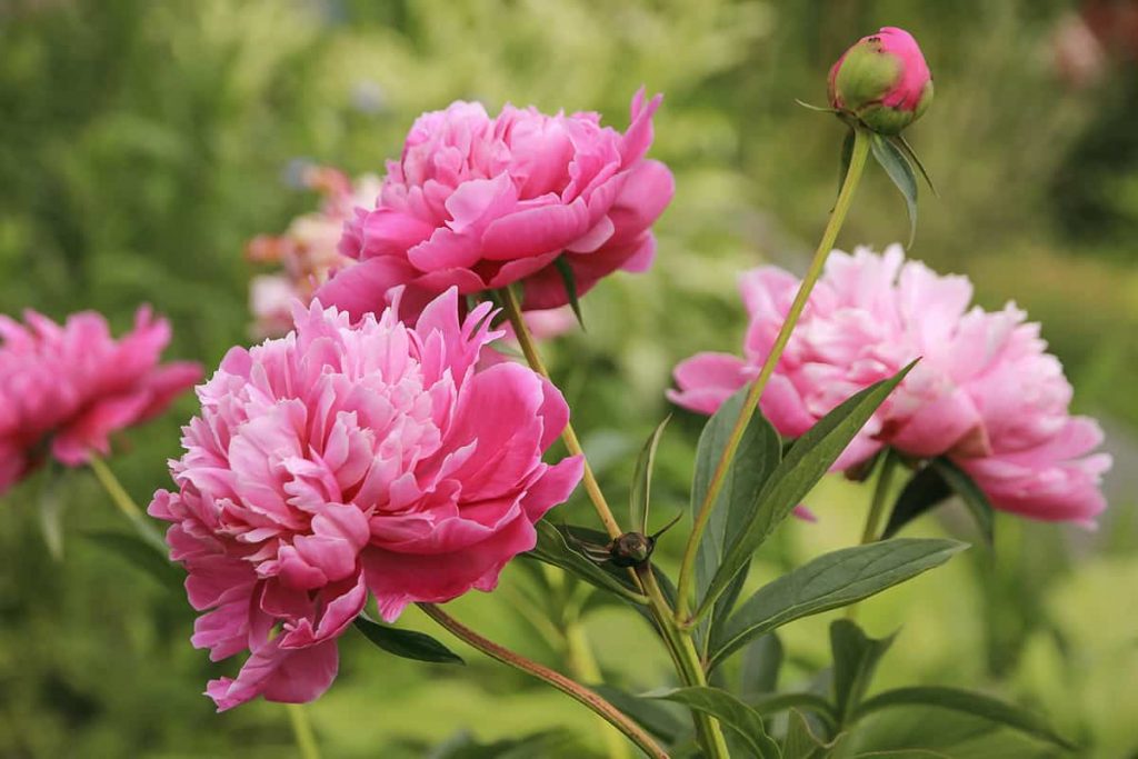 19 Types of Pink Peonies (with Photos) - Plantglossary