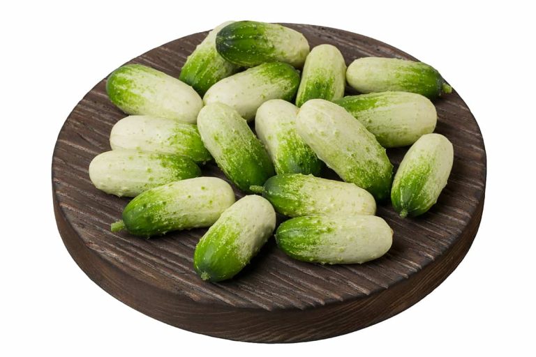 Miniature White Cucumber – Growing and Care Guide - Plantglossary