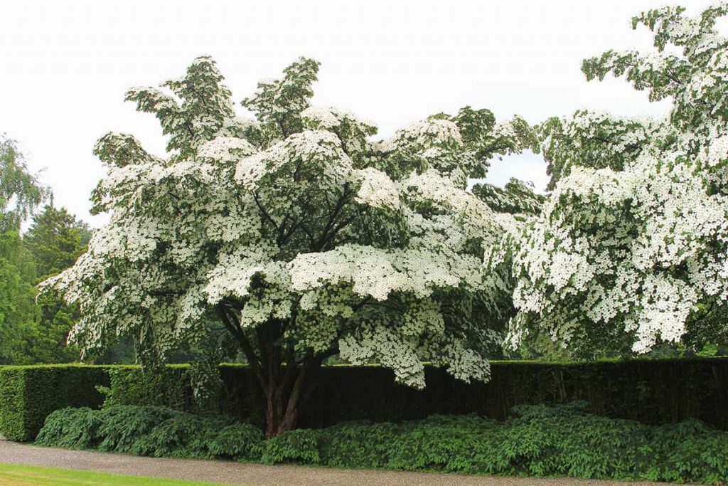 White Dogwood Tree – Growing and Care Guide - Plantglossary