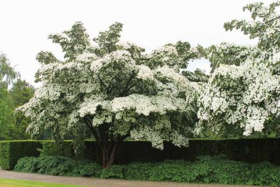White Dogwood Tree – Growing and Care Guide - Plantglossary