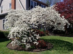 White Dogwood Tree – Growing and Care Guide - Plantglossary