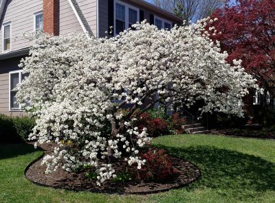 White Dogwood Tree – Growing and Care Guide - Plantglossary