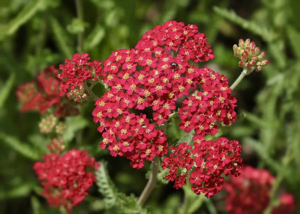 6 Red Perennials That Bloom All Summer (with Care Guide) - Plantglossary