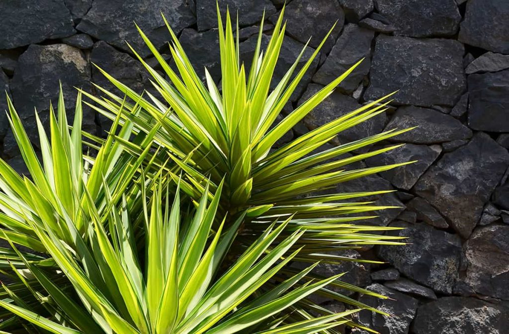 Growing and Care Guide For Yucca Palm - Plantglossary