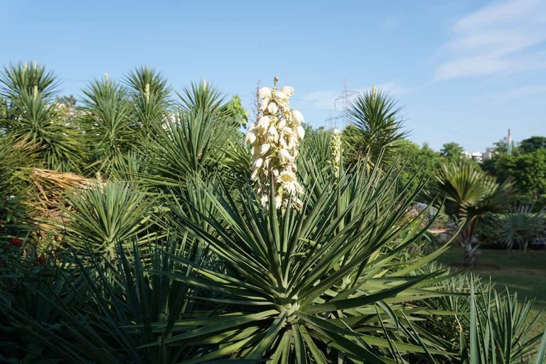 Growing and Care Guide For Yucca Palm - Plantglossary