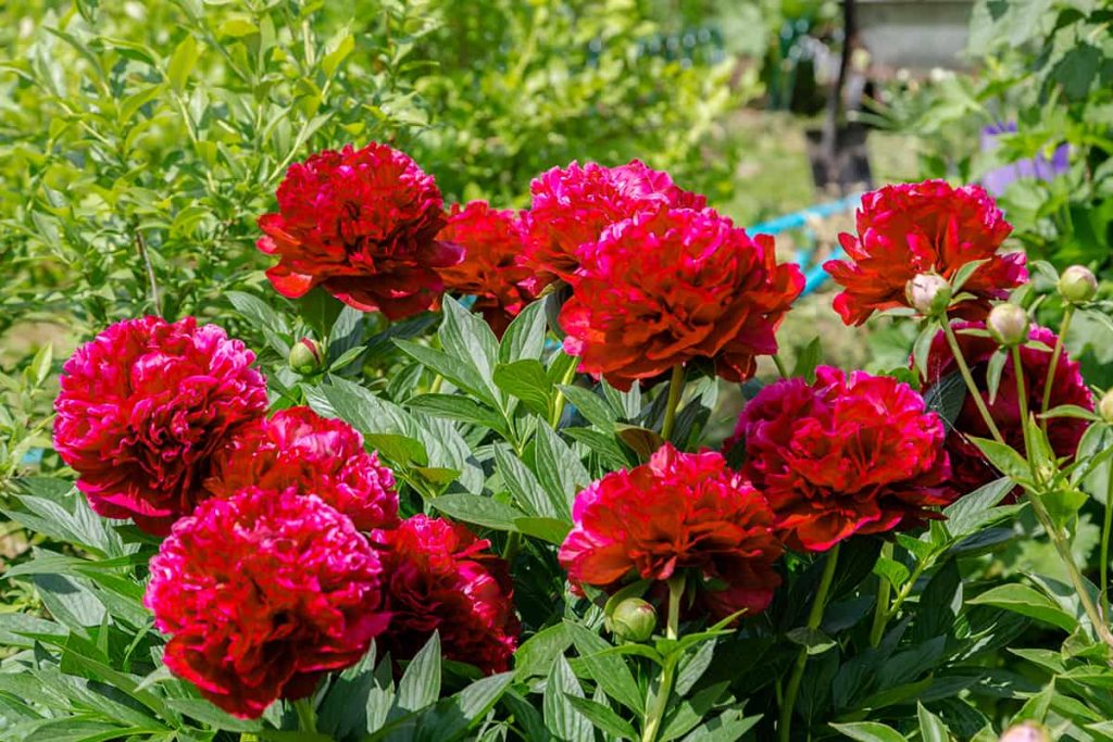 11 Different Types of Red Peonies (with Pictures) - Plantglossary