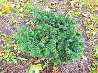 15 Dwarf Shrubs for Full Sun - Plantglossary