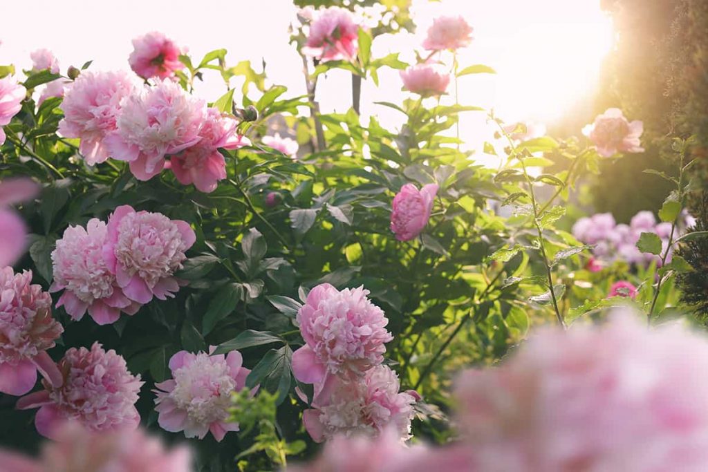 What to Plant with Peonies? (5 Greats Choices) - Plantglossary