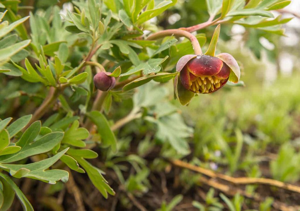 Where Are Peonies Native to? - Plantglossary