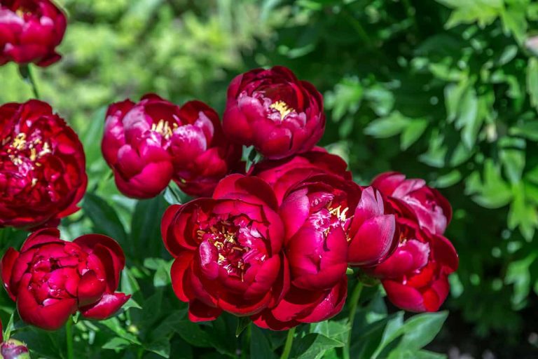 11 Different Types of Red Peonies (with Pictures) - Plantglossary