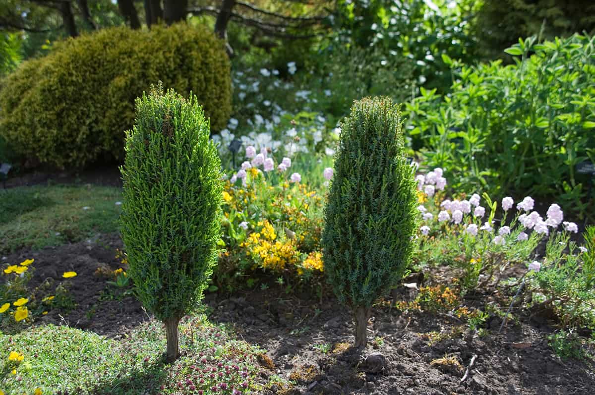 15 Dwarf Shrubs for Full Sun - Plantglossary