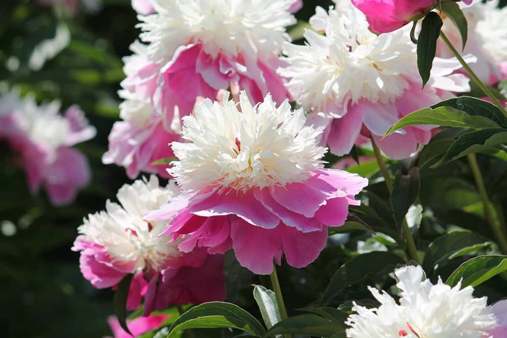 11 Amazing Fragrant Peonies (with Pictures) - Plantglossary