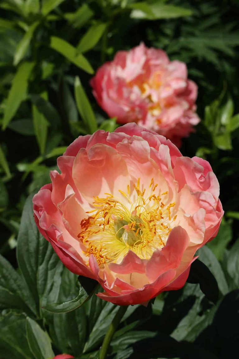 Coral Peony Varieties – Do You Know These? - Plantglossary