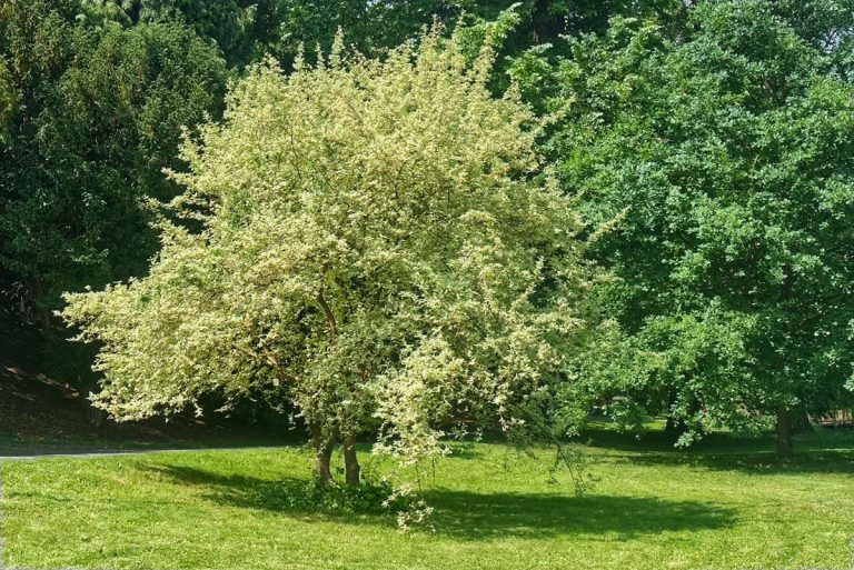 6 Types of Dwarf Dogwood Trees with Pictures - Plantglossary