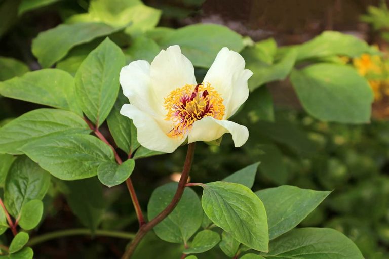 Where Are Peonies Native to? - Plantglossary