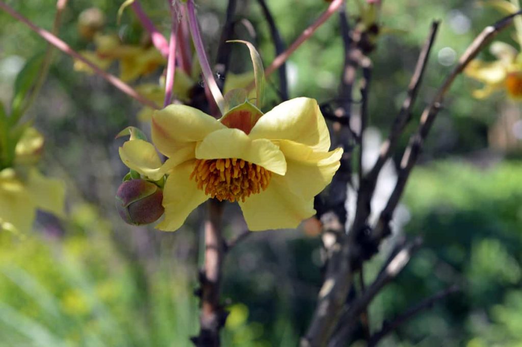 Where Are Peonies Native to? - Plantglossary