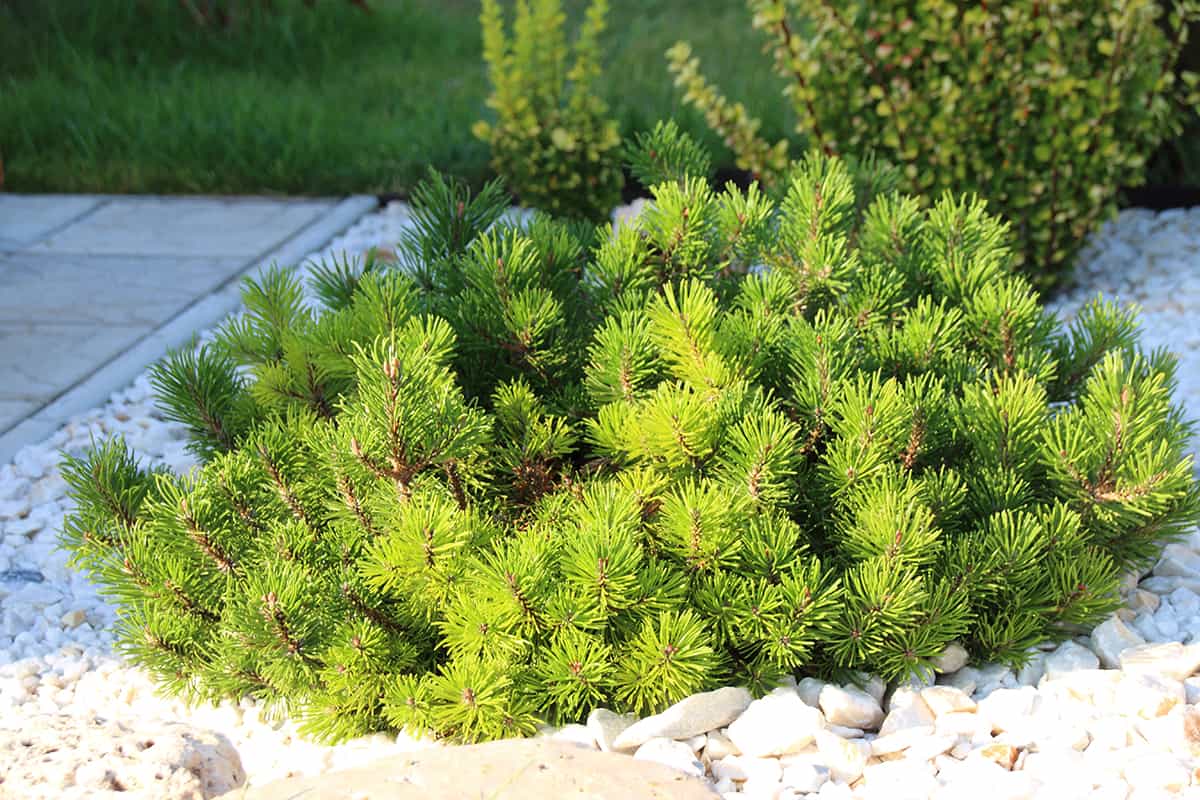 15 Dwarf Shrubs for Full Sun - Plantglossary