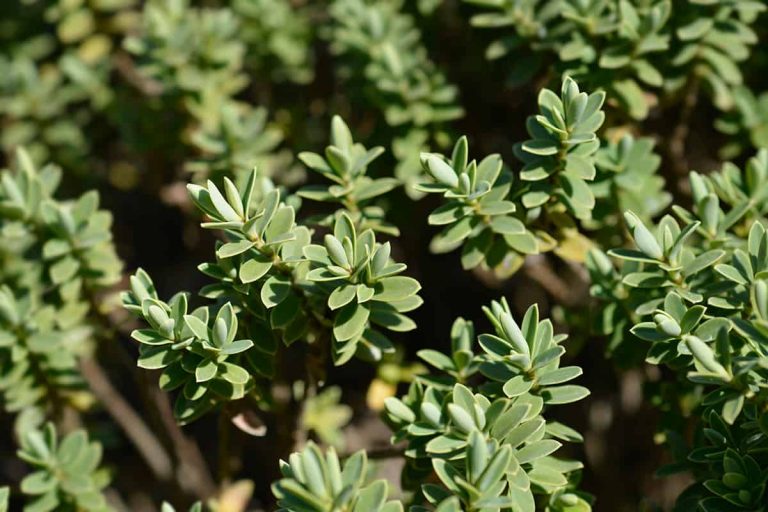 6 Beautiful Evergreen Shrubs with Non Invasive Roots - Plantglossary