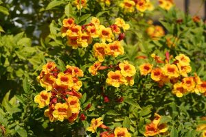 9 Tropical Flowering Shrubs - Plantglossary