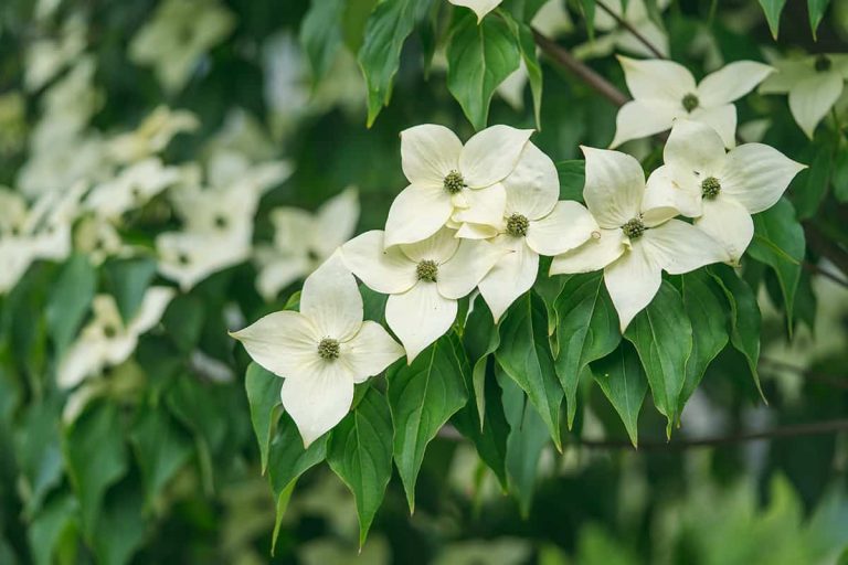 How Big Do Dogwood Trees Get? - Plantglossary
