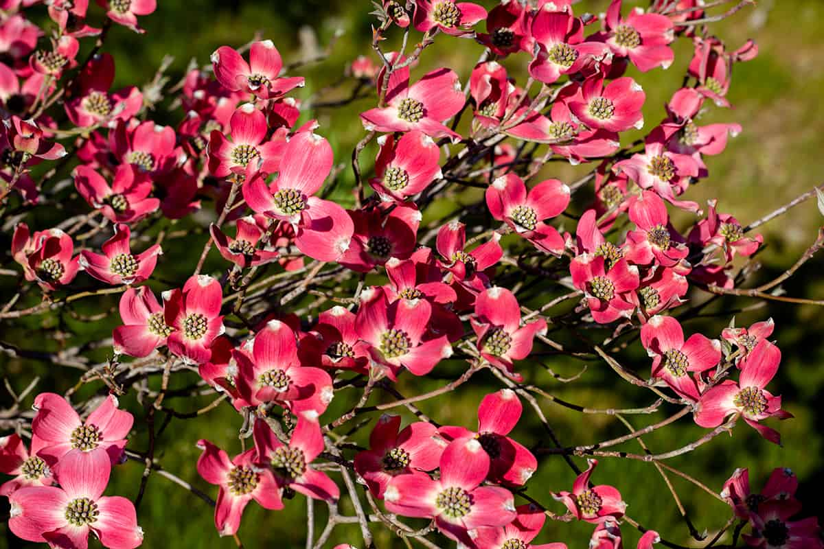5 Dogwood Trees with Pink Flowers - Plantglossary