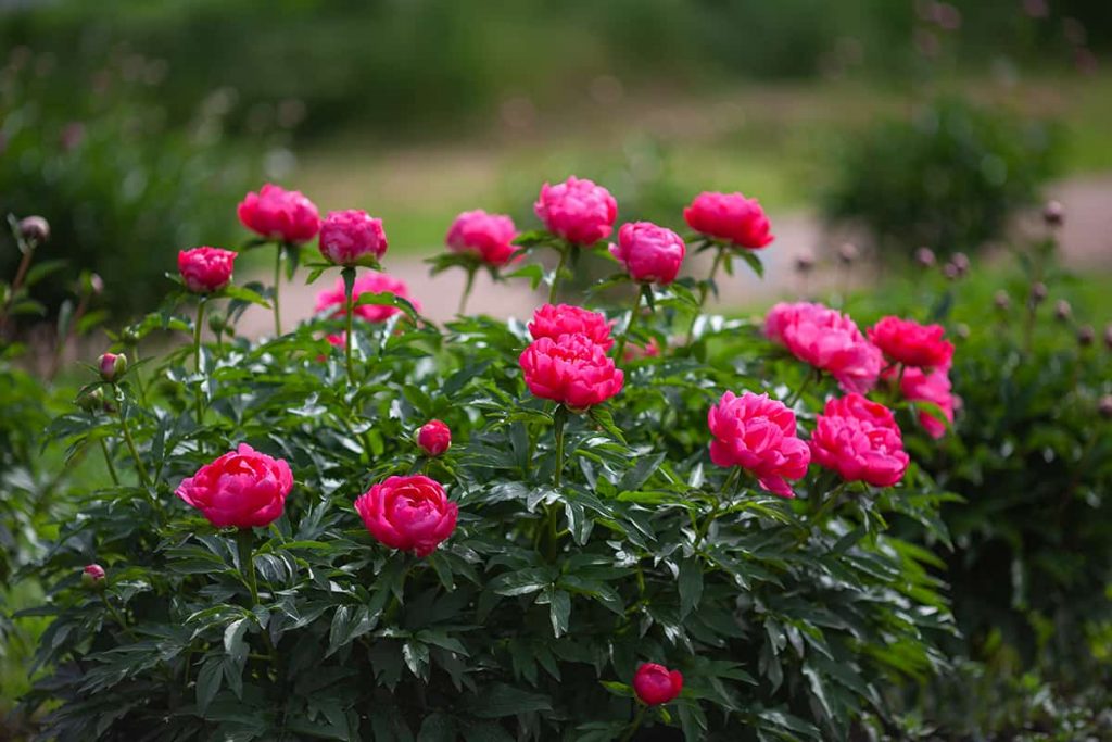 11 Amazing Fragrant Peonies With Pictures Plantglossary