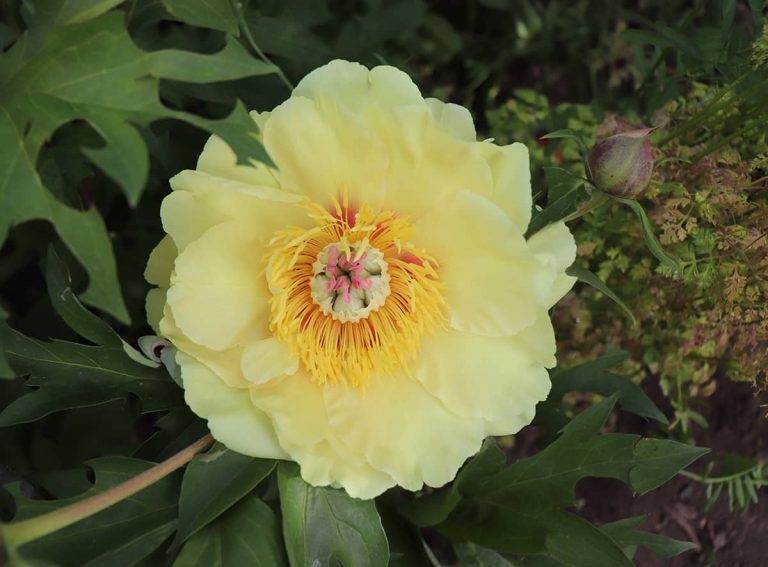 11 Amazing Fragrant Peonies (with Pictures) - Plantglossary