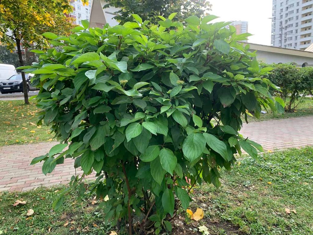 6 Types of Dwarf Dogwood Trees with Pictures - Plantglossary