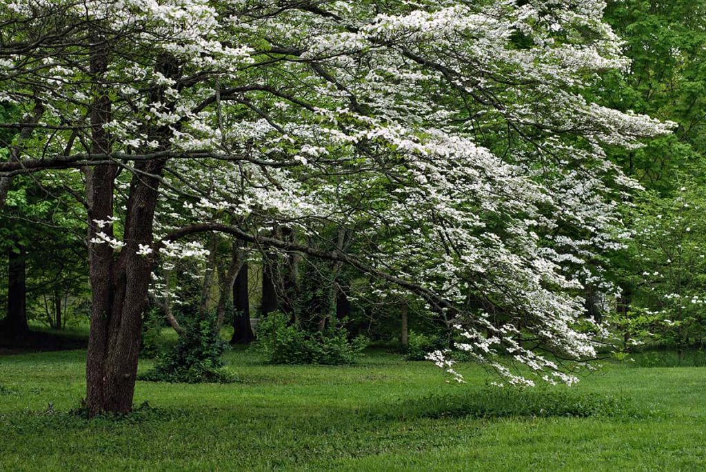 The History of The Dogwood Tree - Plantglossary
