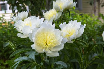11 Amazing Fragrant Peonies (with Pictures) - Plantglossary