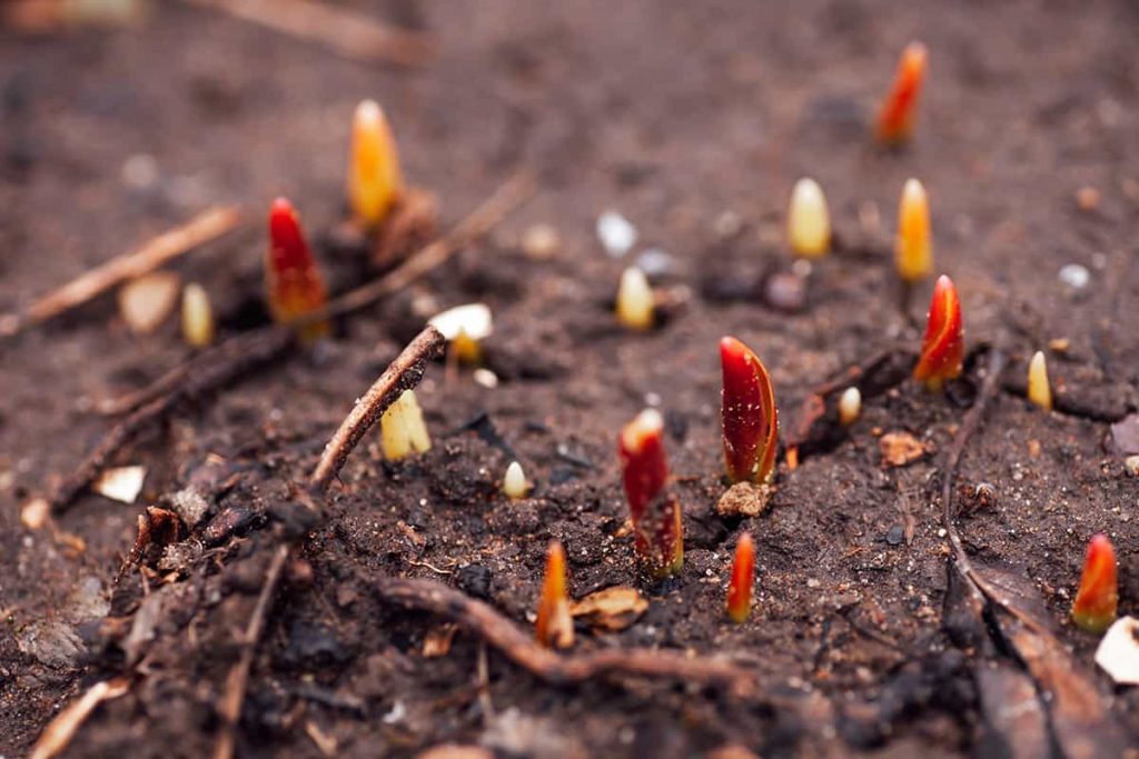 How to Grow Peonies from Seed - Plantglossary