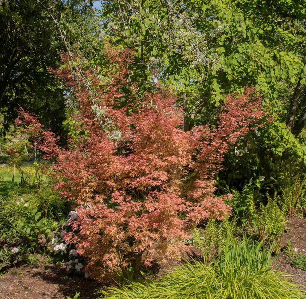 15 Dwarf Shrubs for Full Sun - Plantglossary