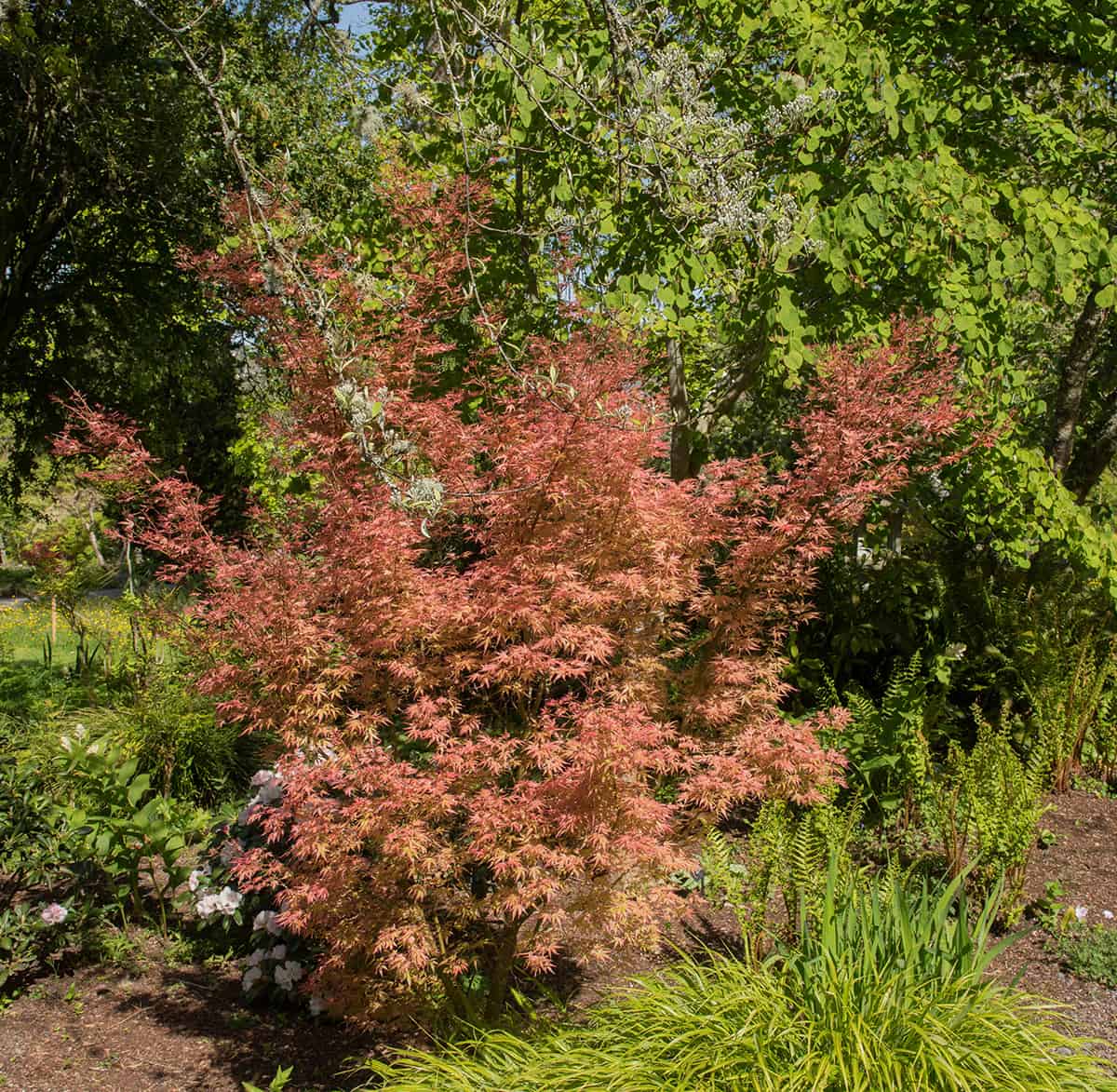 15 Dwarf Shrubs for Full Sun - Plantglossary