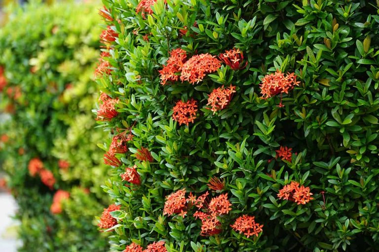 9 Tropical Flowering Shrubs - Plantglossary