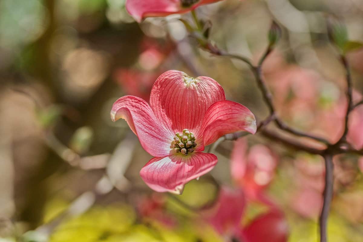 5 Dogwood Trees with Pink Flowers - Plantglossary