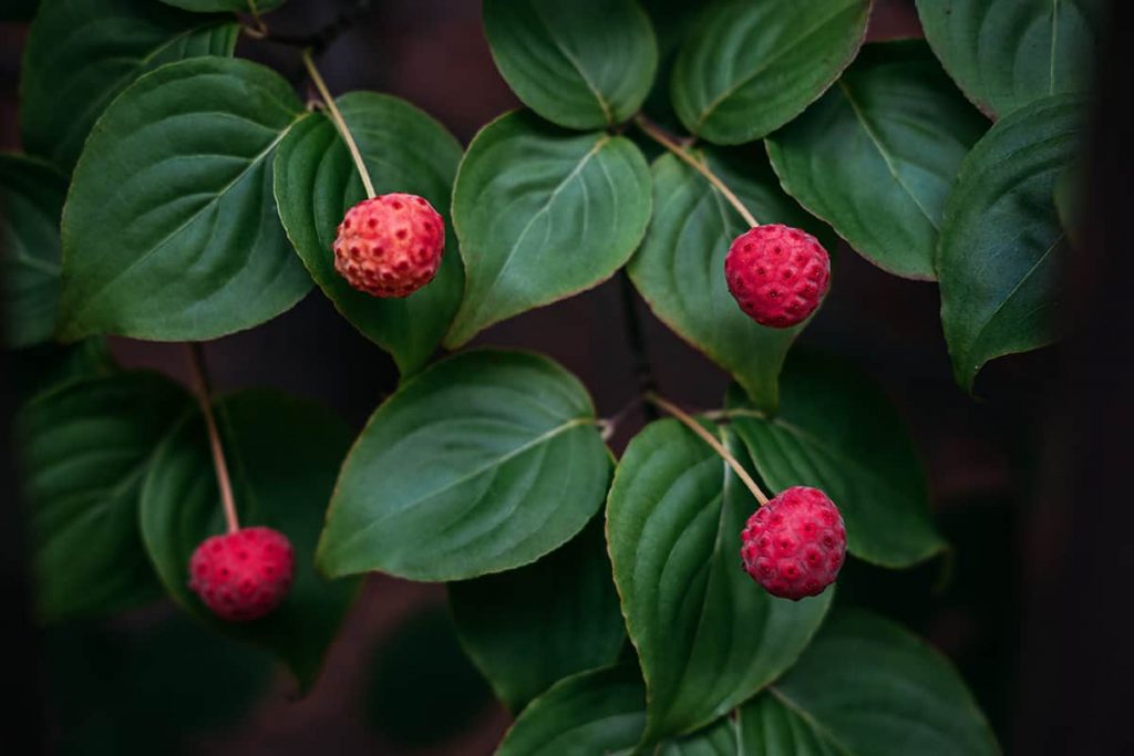 6 Types of Dogwood Trees with Red Berries - Plantglossary