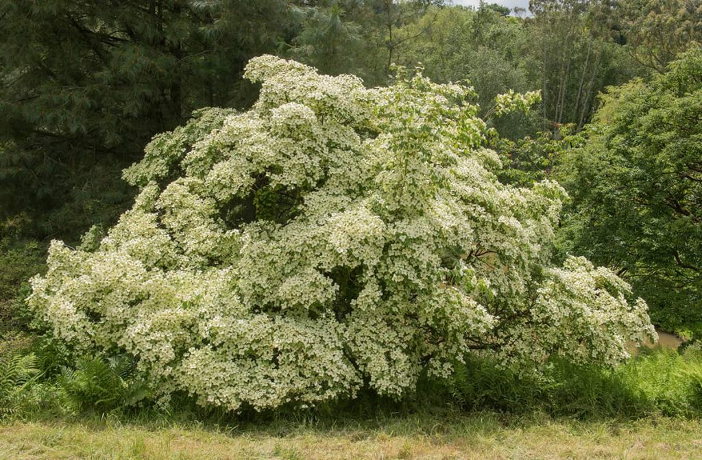 6 Types of Dwarf Dogwood Trees with Pictures - Plantglossary
