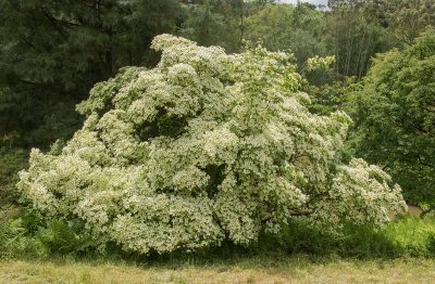 6 Types of Dwarf Dogwood Trees with Pictures - Plantglossary