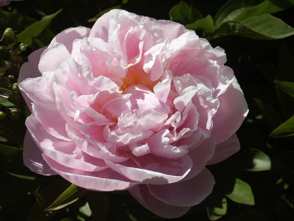 11 Amazing Fragrant Peonies (with Pictures) - Plantglossary
