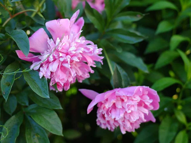 How to Care for Peonies After Blooming - Plantglossary
