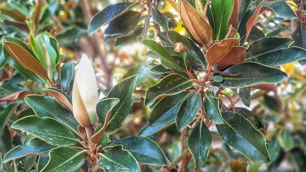 Little Gem Magnolia Tree Growing and Care Guide - Plantglossary