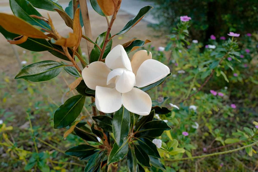 Little Gem Magnolia Tree Growing and Care Guide - Plantglossary